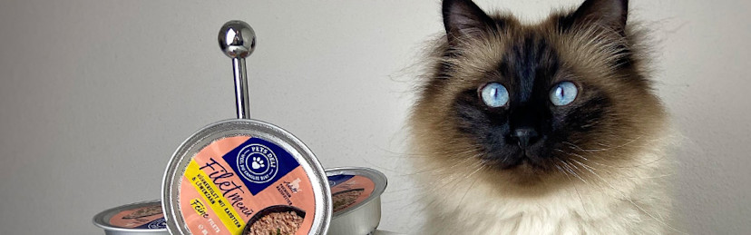 Nassfutter für Katzen und Kitten richtig füttern - Pets Deli