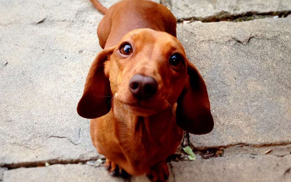 Die Sssesten Hunde Der Welt