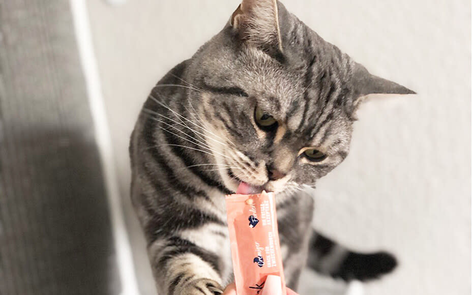 Katzenschnupfen bei Kitten und Katzen: Symptome & Behandlung - Pets Deli