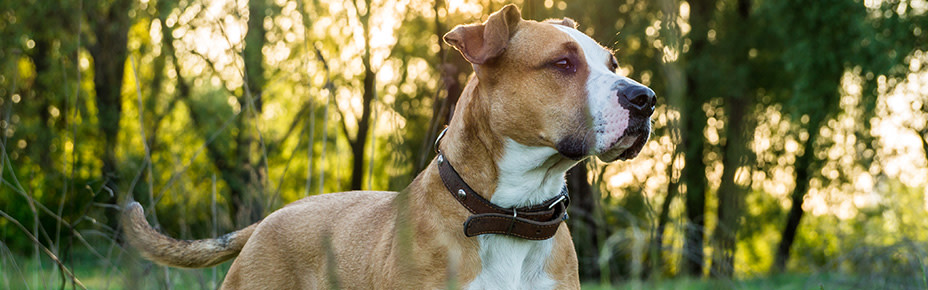 Welche Hunderassen gelten als Kampfhunde? - Pets Deli