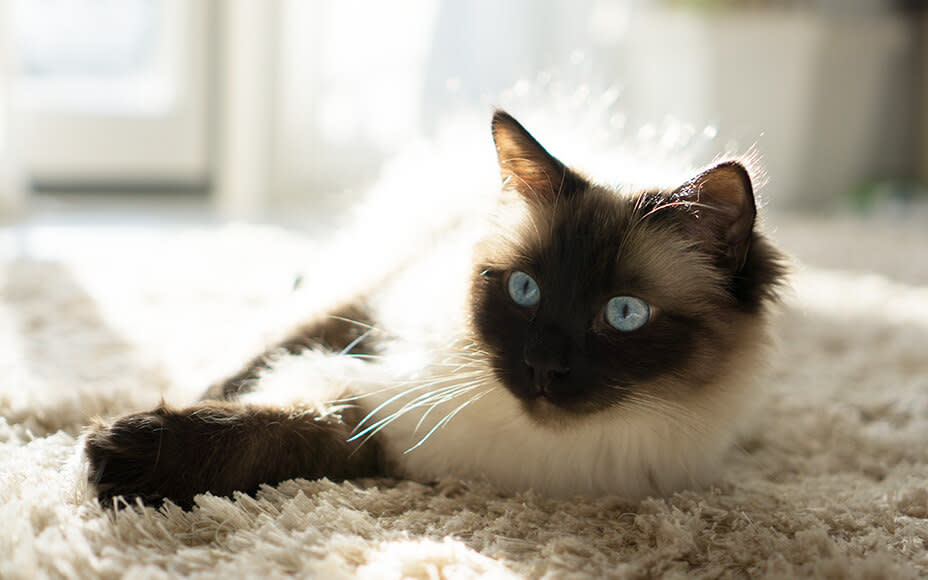 Das sind die besten Katzen für Kinder – mit Bildern & Infos - Pets Deli