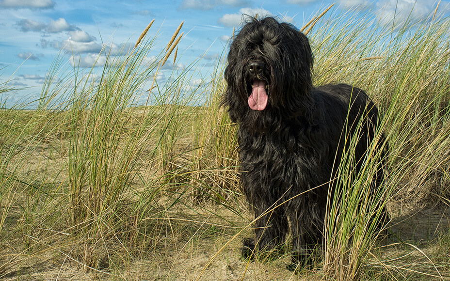 Schwarze Hunderassen - Rassenportraits mit Bildern - Pets Deli