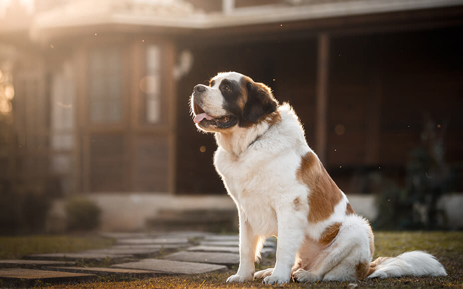 Diese 6 Hunderassen sind groß - Pets Deli