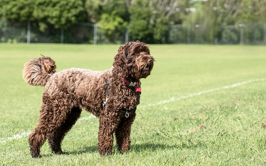 7 australische Hunderassen im Portrait - Pets Deli