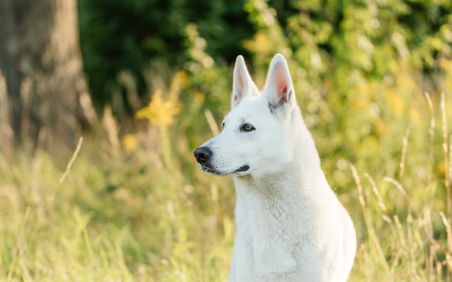 Weiße Hunderassen: Bilder, Rasse & Charakter - Pets Deli