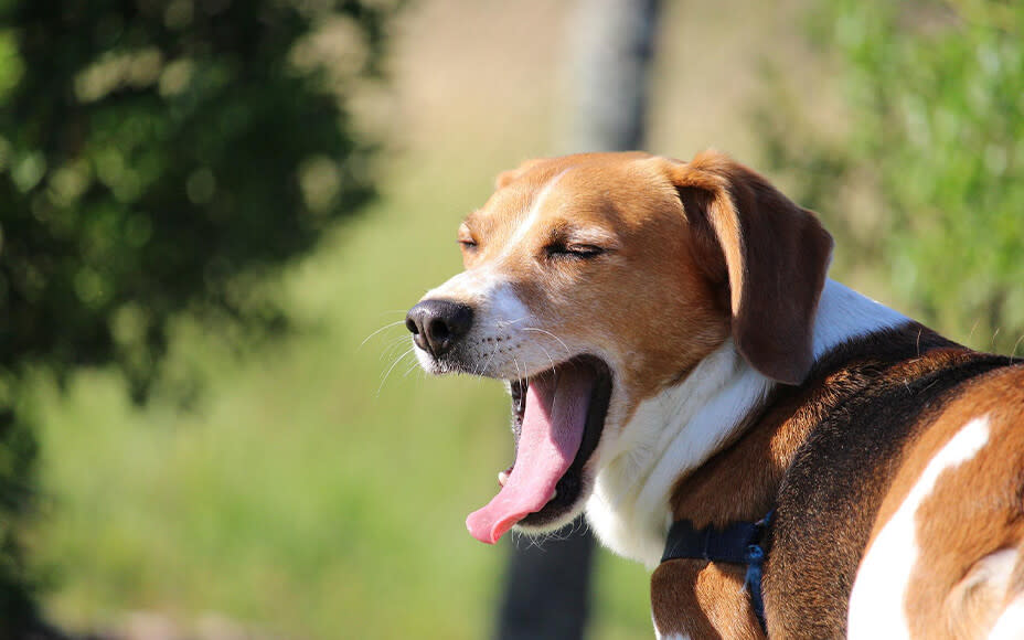 Was tun, wenn der Hund gestresst ist? Ursachen & Tipps - Pets Deli