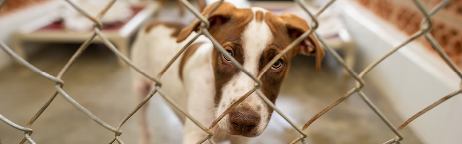 Welpe aus dem Tierschutz adoptieren - Infos im Überblick - Pets Deli