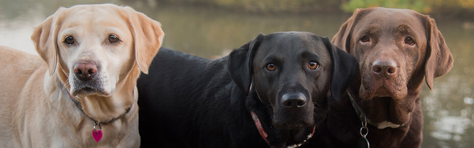 Hunderasse Labrador Retriever - ein Familienhund mit Herz - Pets Deli