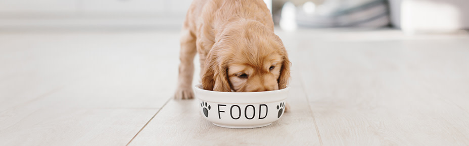 Das richtige Nassfutter für deinen Welpen - Pets Deli