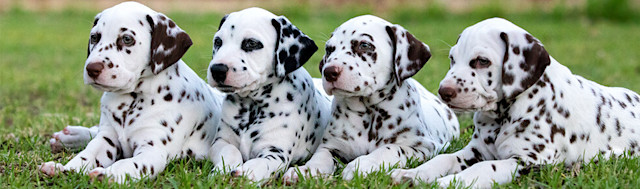 Dalmatiner Welpen: Was kostet die Rasse & was gibt es zu beachte ...