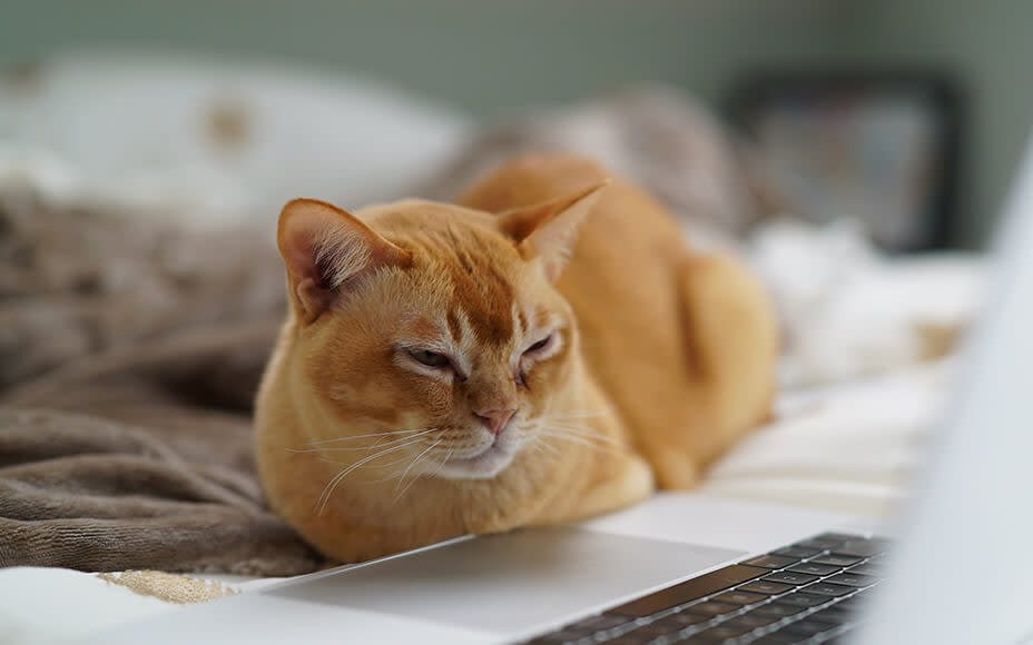 Freundliche Katzenrassen, die ruhig und verschmust sind - Pets Deli