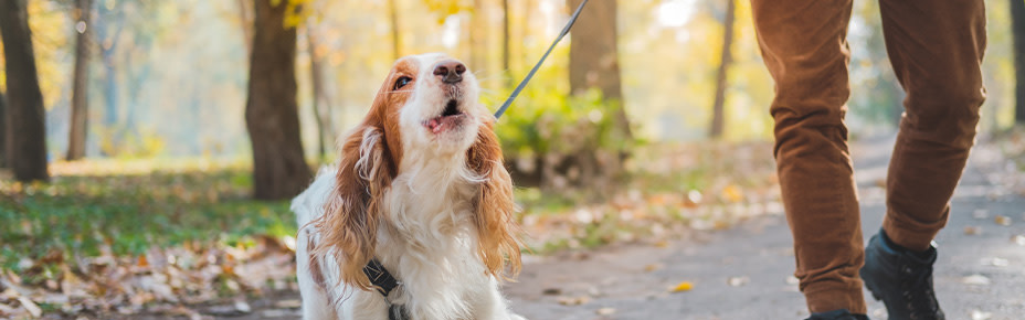 Hund bellt ständig? Das kann helfen - Pets Deli