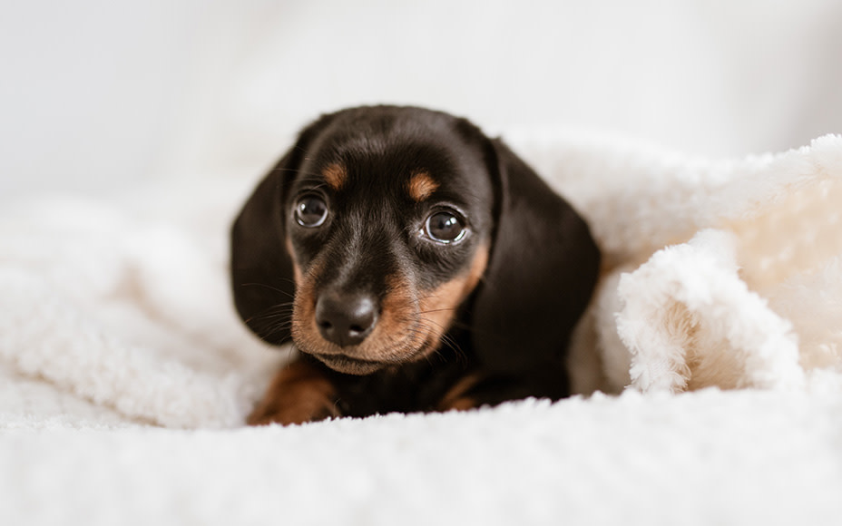 Dackel Welpen: Kosten, Futter und Erziehung im Detail - Pets Deli