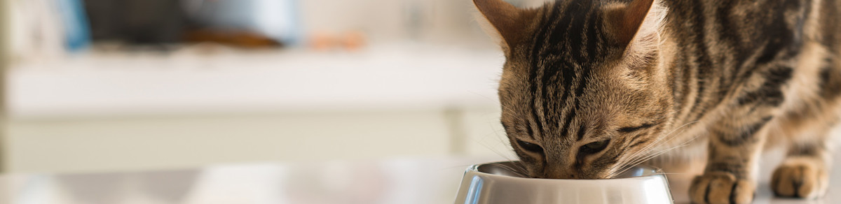 Alles rund um die Ernährung deiner Katze - Pets Deli