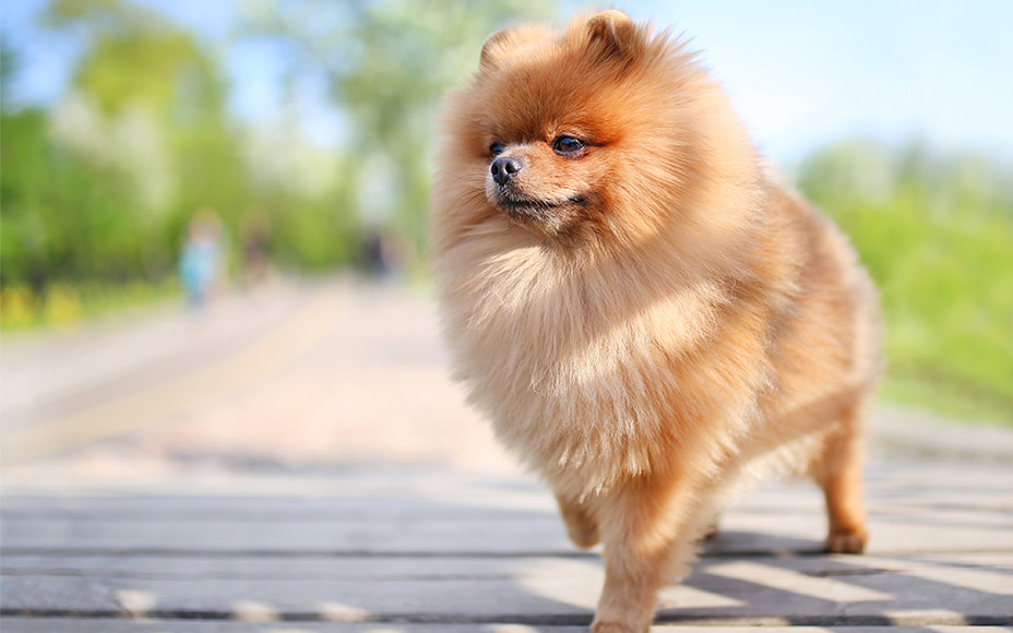 Deutscher Spitz - aktiv, wachsam, fröhlich - Pets Deli