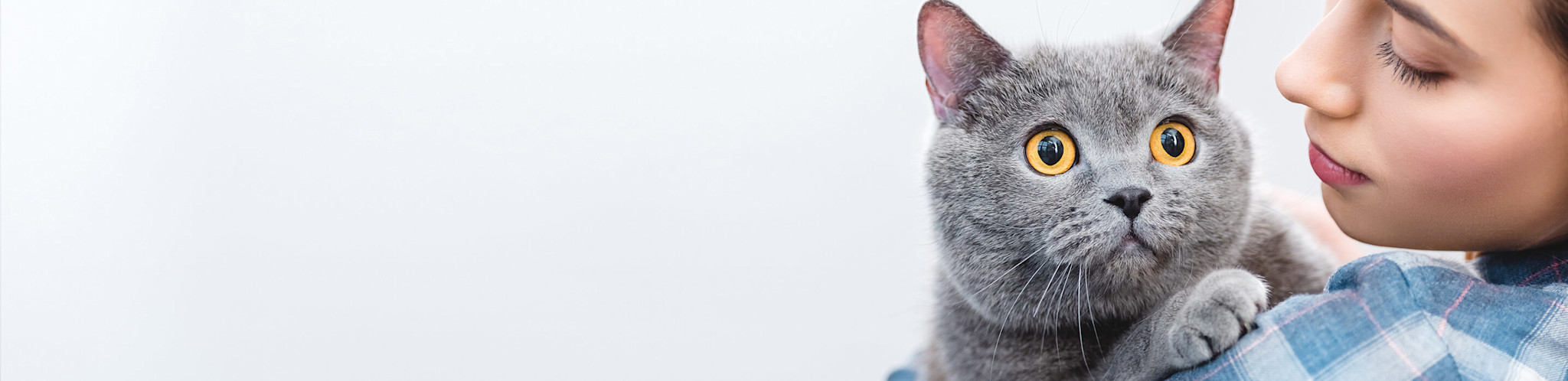 Unwiderstehliches Futter für Katzen - Pets Deli