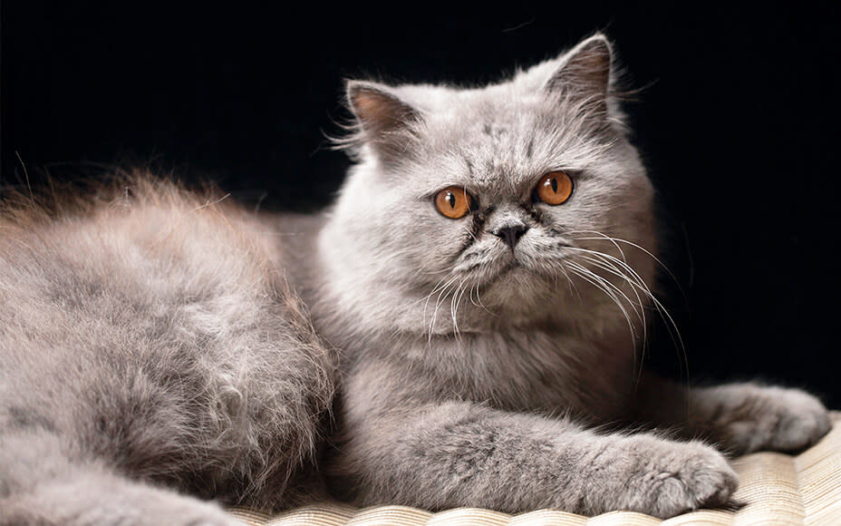 Das sind die besten Katzen für Kinder – mit Bildern & Infos - Pets Deli