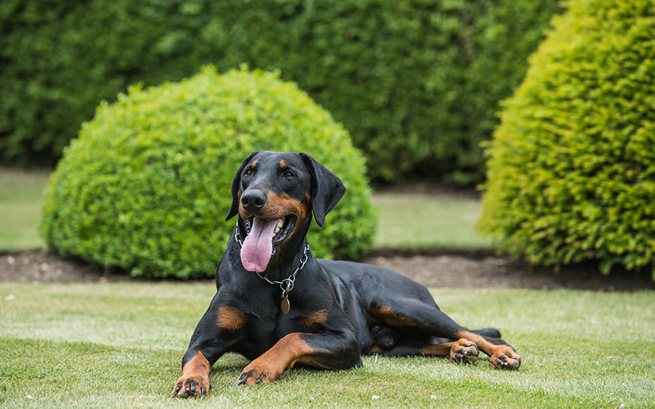 Der Dobermann – eleganter Kraftprotz mit sensibler Seite - Pets Deli