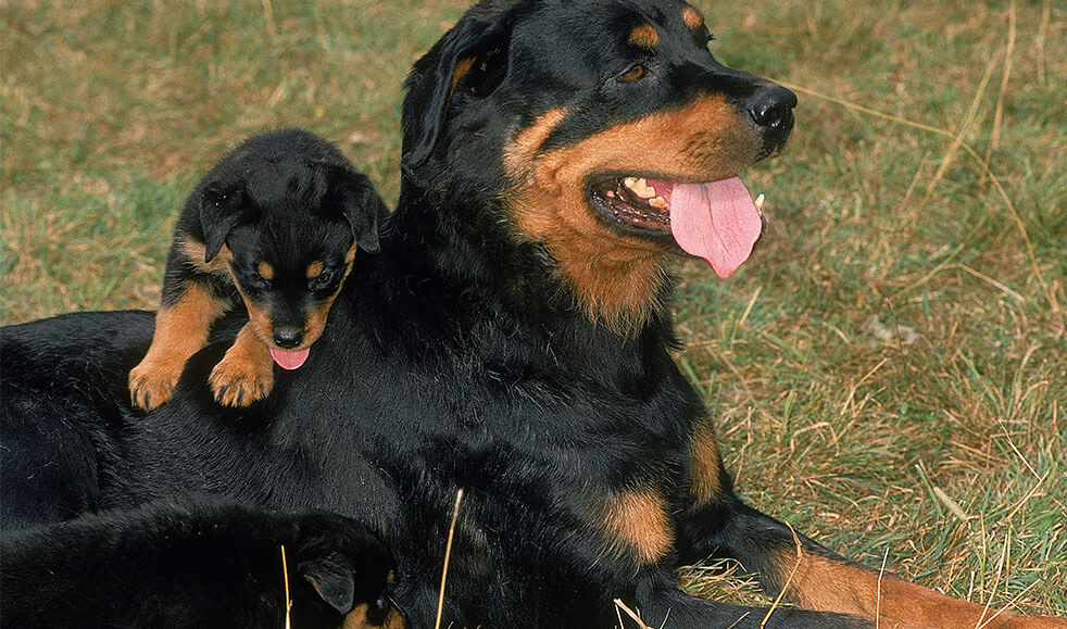 Rottweiler Welpen: Was kostet die Rasse und worauf solltest du achten ...