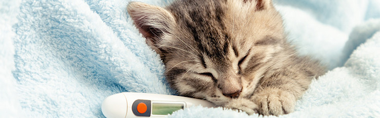 Katzenschnupfen bei Kitten und Katzen: Symptome & Behandlung - Pets Deli