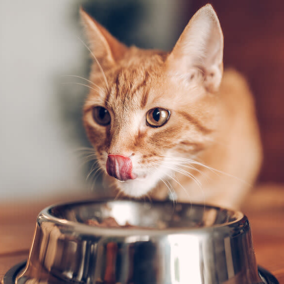 Futterumstellung bei Katzen: So gelingt der Wechsel des Futters - Pets Deli