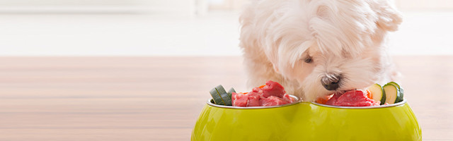 Gesunde Welpenernährung: Das richtige Futter für Welpen - Pets Deli