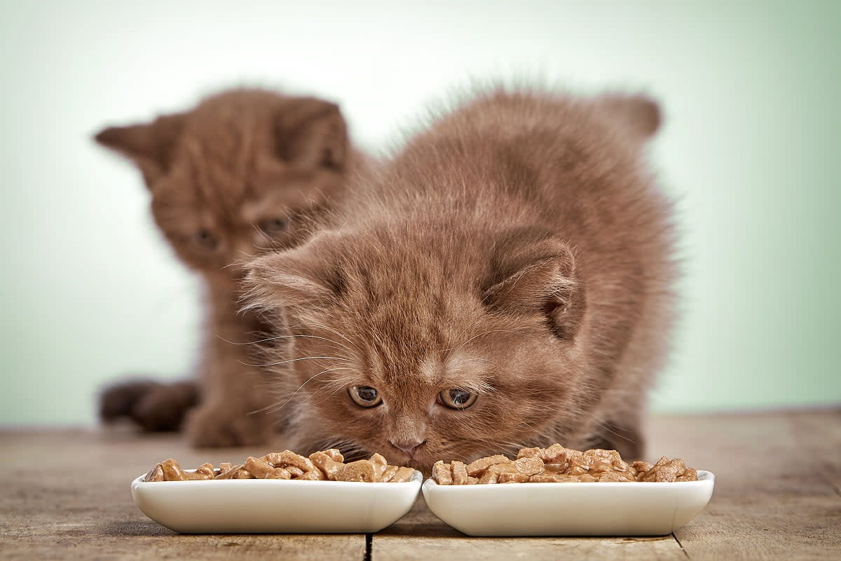 Nassfutter für Katzen und Kitten richtig füttern - Pets Deli