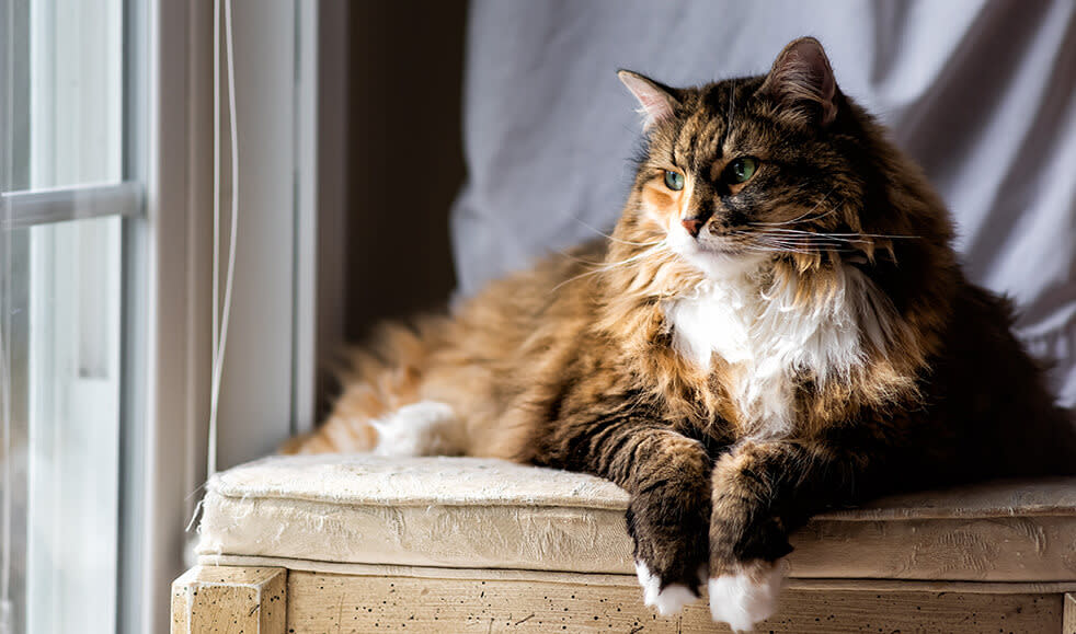 Wichtige Tipps zum Fellwechsel deiner Katze - Pets Deli