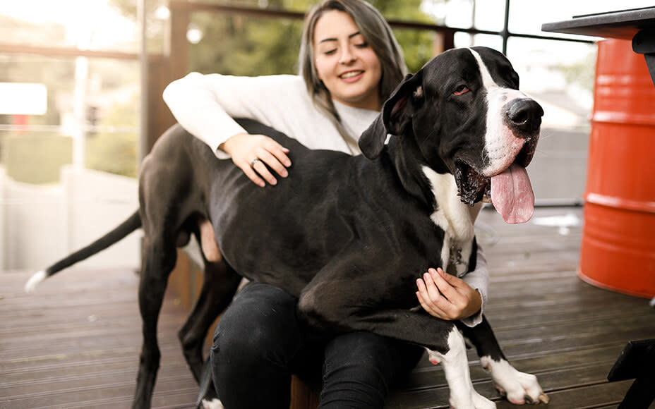 Deutsche Dogge – sanfter Riese & großer Familienhund - Pets Deli
