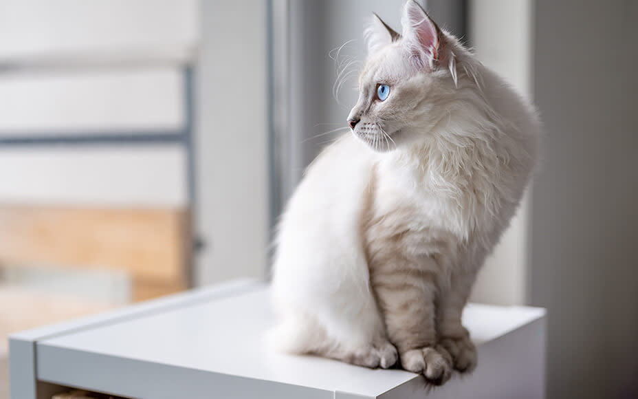 Freundliche Katzenrassen, die ruhig und verschmust sind - Pets Deli