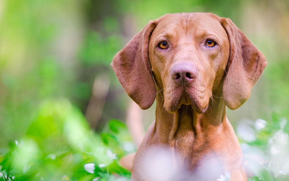 Der Magyar Vizsla - ein Jagdhund aus dem Bilderbuch - Pets Deli