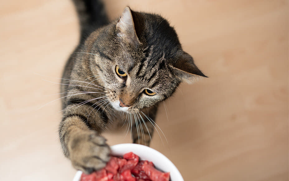 Artgerechte & gesunde Katzenernährung - mit 5 Tipps - Pets Deli