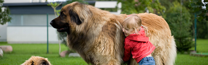Diese großen Hunderassen eignen sich als Familienhund - Pets Deli