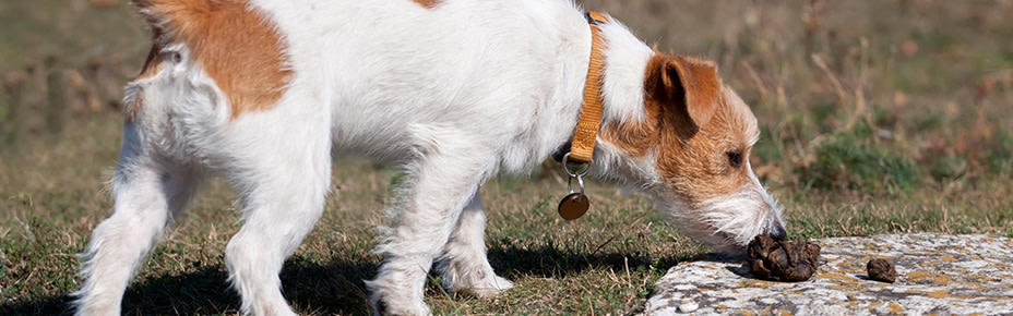 Hilfe, mein Hund frisst Kot! Was ich kann tun? - Pets Deli