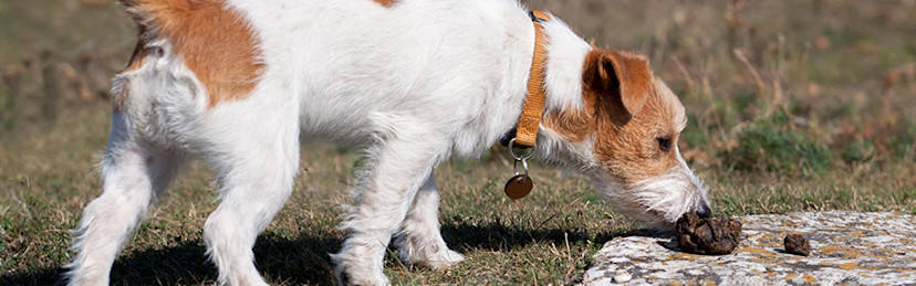 Hilfe, mein Hund frisst Kot! Was ich kann tun? - Pets Deli