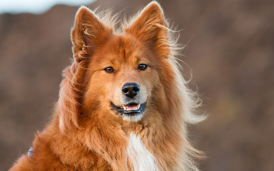 Der Elo - freundlicher Familienhund mit flauschigem Fell - Pets Deli