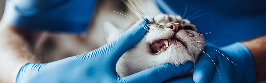 Zahnfleischentzündungen bei Katzen: Symptome & Behandlung - Pets Deli