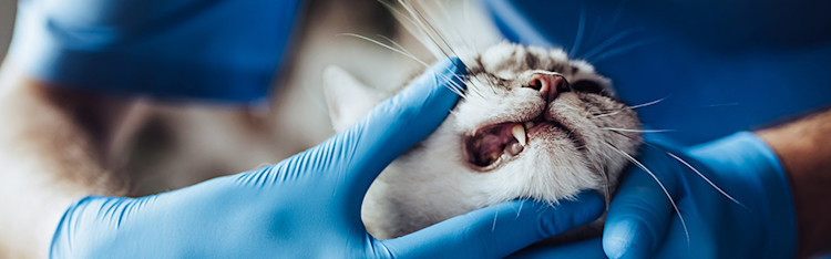 Zahnfleischentzündungen bei Katzen: Symptome & Behandlung - Pets Deli