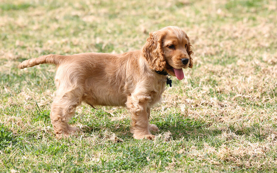Cocker Spaniel Welpen: Das kostet dich ein Welpe & Tipps zur Erziehung ...