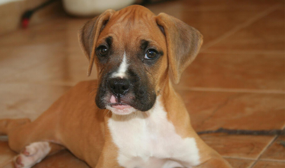 Boxer Welpen – das erwartet dich an Kosten & Training - Pets Deli