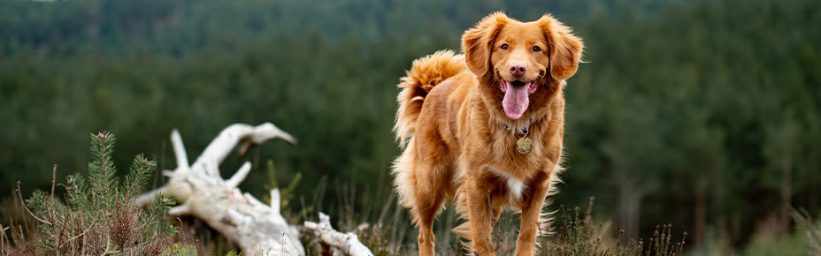 Nova Scotia Duck Tolling Retriever - verspielter Wasserjäger - Pets Deli