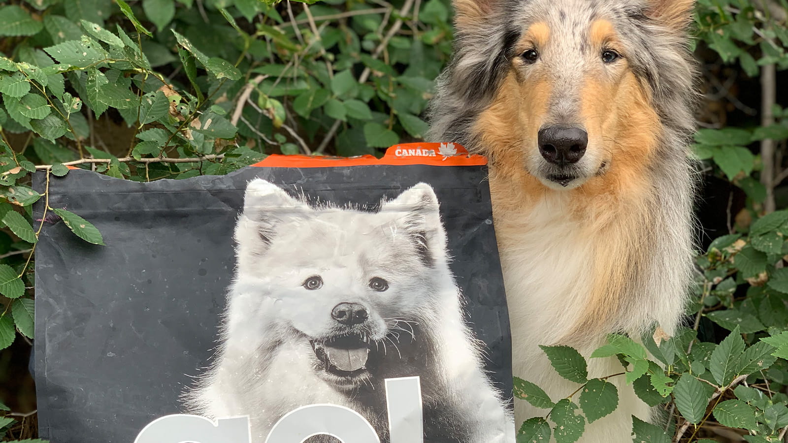 A Healthy Weight for Alice: A Success Story | Go! Solutions