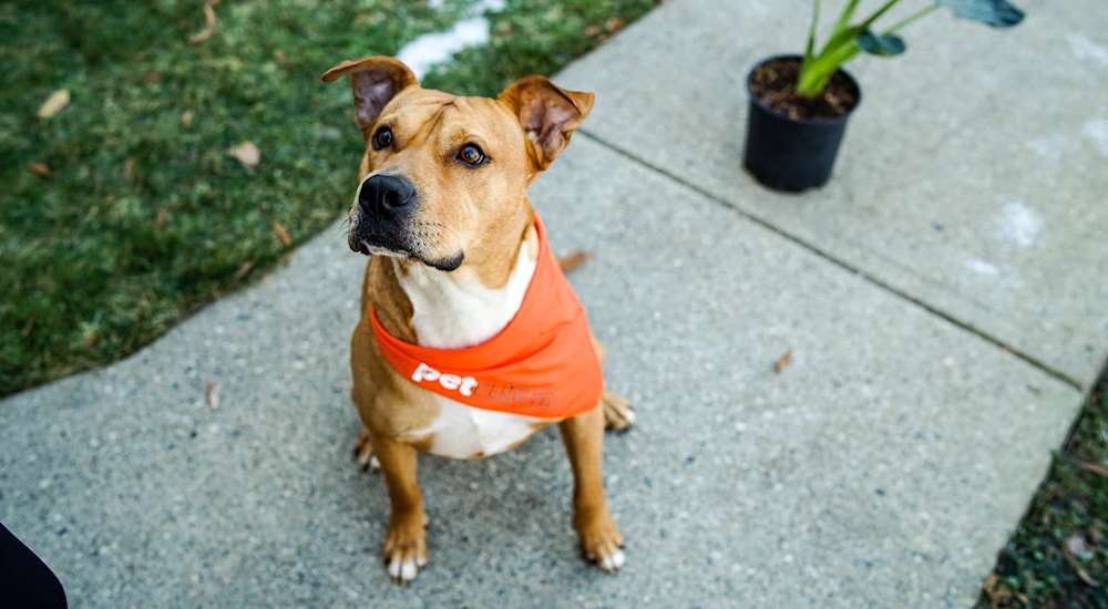 Diet and Dilated Cardiomyopathy (DCM) in Dogs | Petcurean