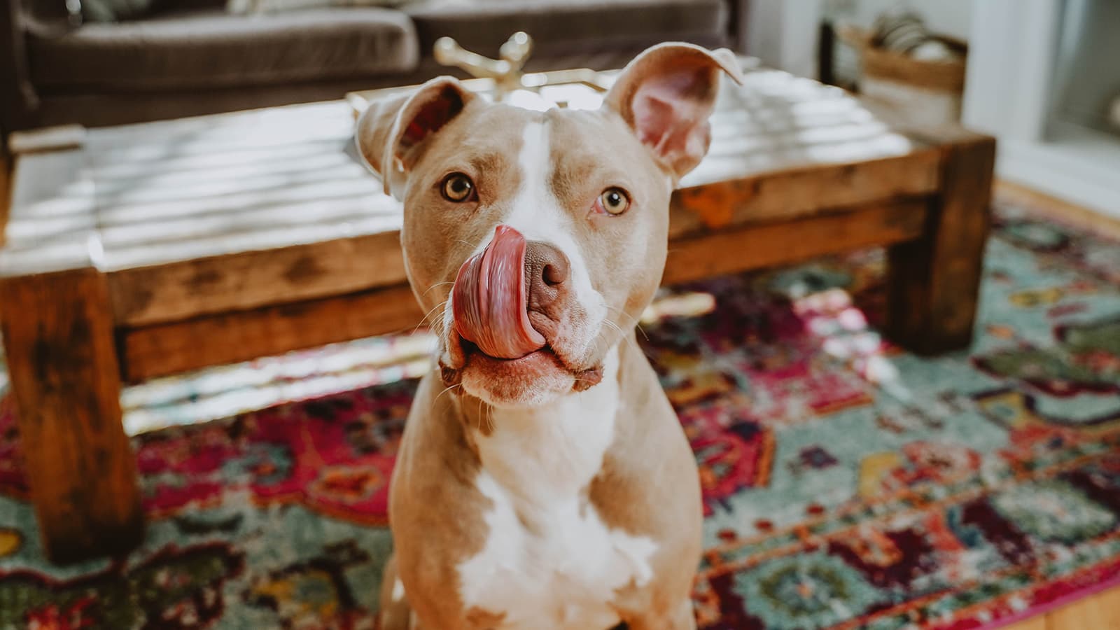 Satisfy Your Dog's Gravy Cravings | Now Fresh Good Gravy