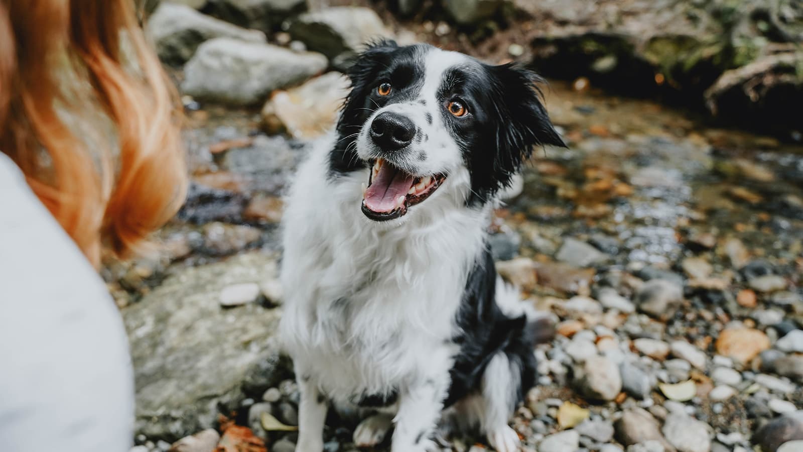 Dog Food Made with Organic Ingredients | Gather
