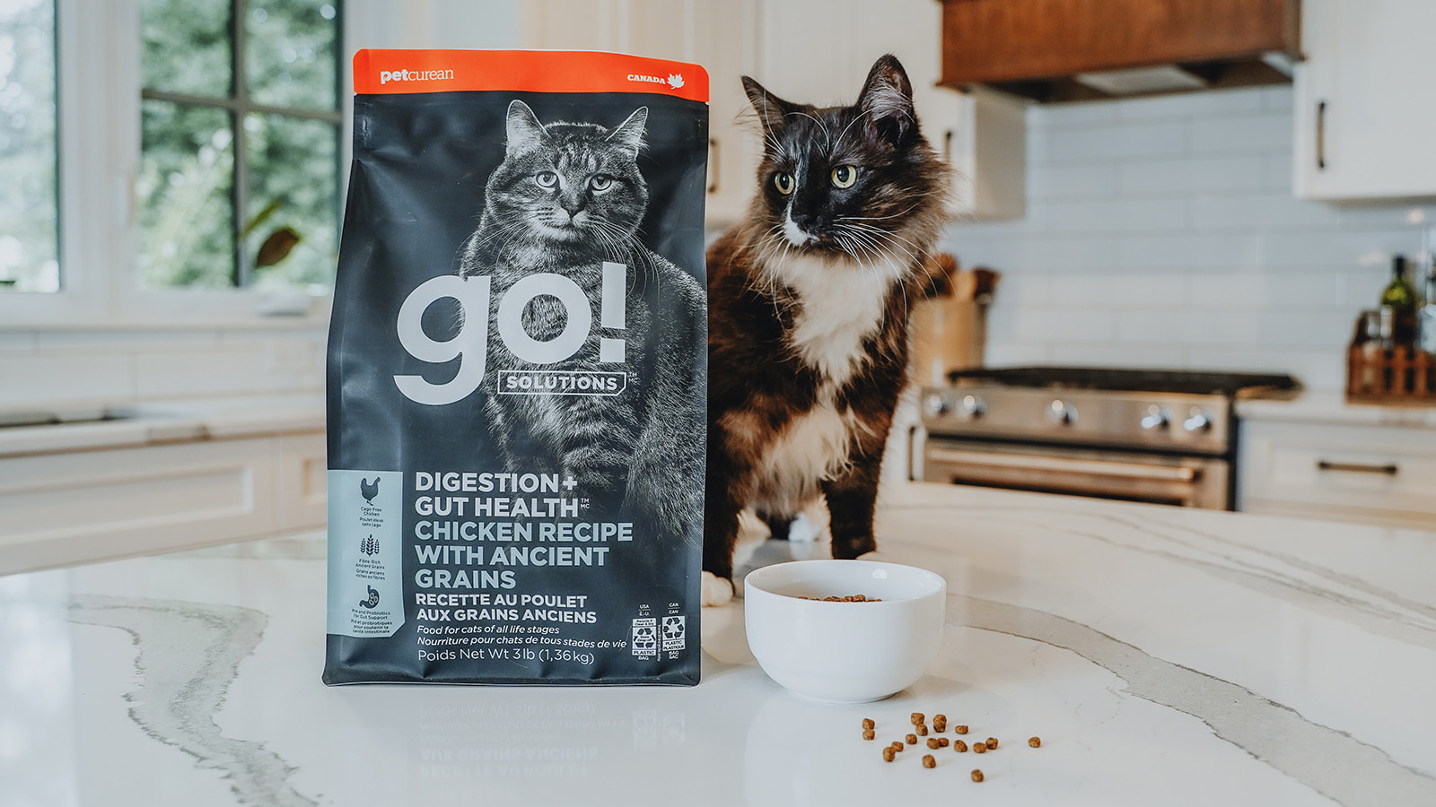 Digestion + Gut Health Chicken Dry Cat Food with Grains | Go! Solutions