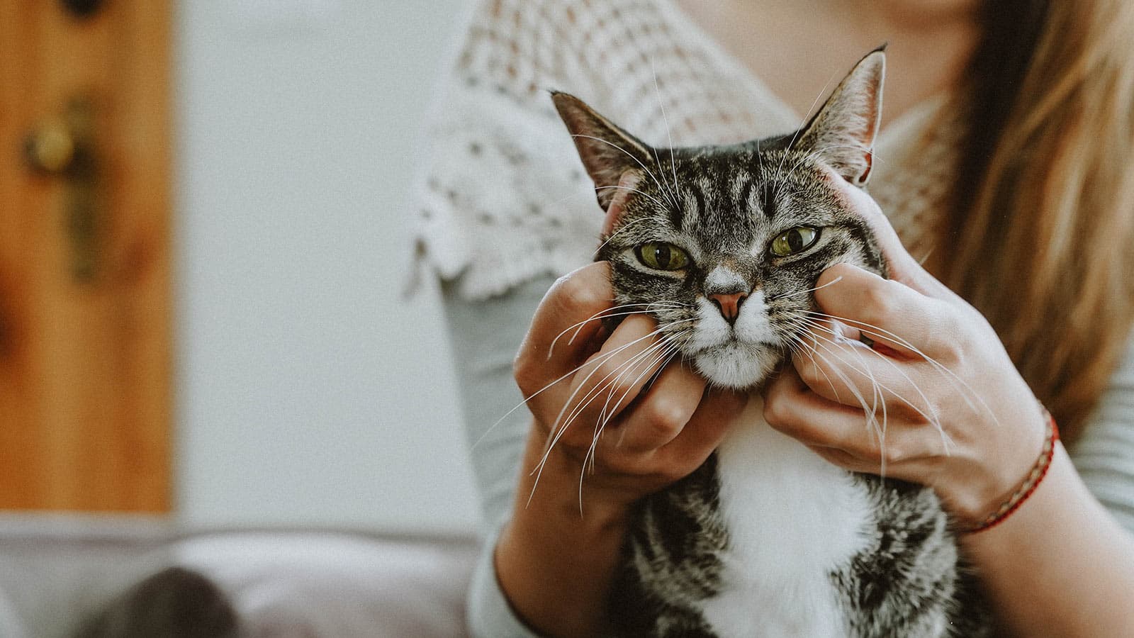 Cat Blog: Articles for Cats | Now Fresh