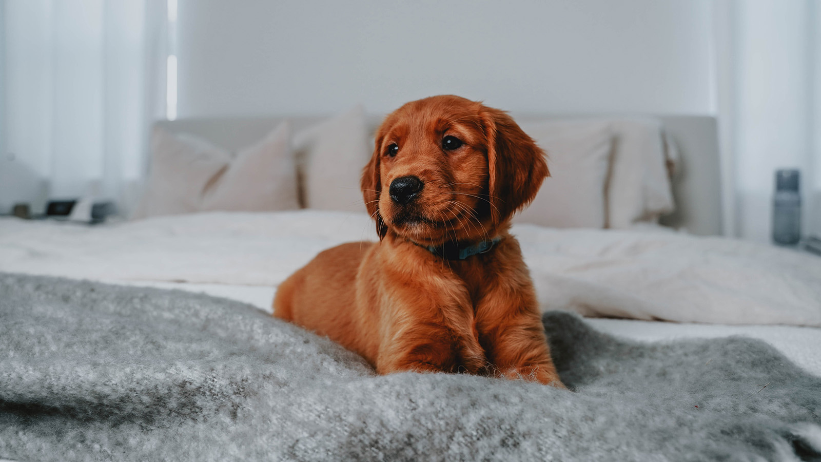 Puppy Dog Schedule