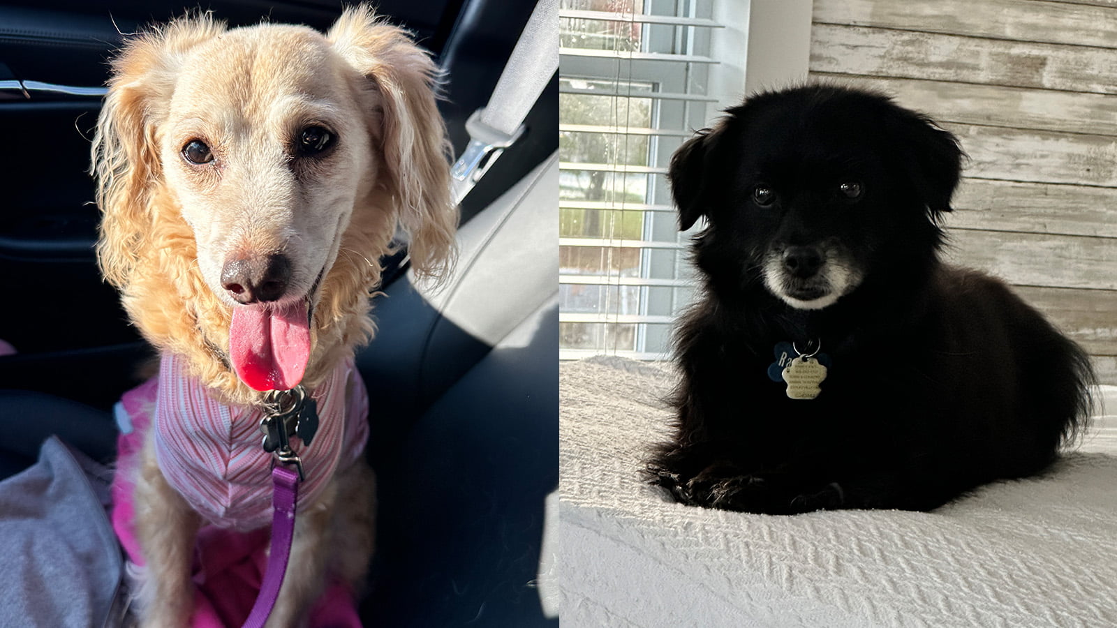 A Lifetime of Health for a Doxipoo & Jackapoo | Now Fresh