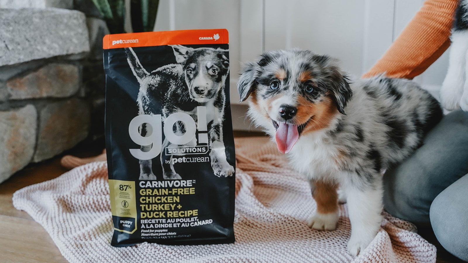 Choosing the Best Dog Food Without Fillers or Preservatives | Go! Solutions